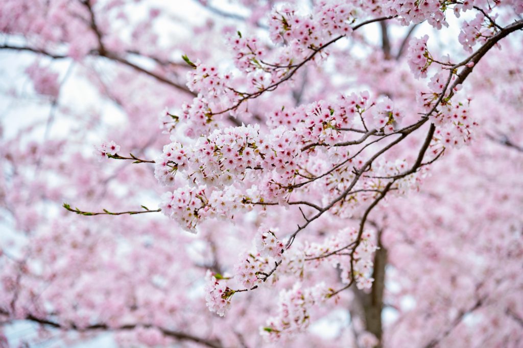 Blooming sakura cherry blossom – UW Department of Family Medicine