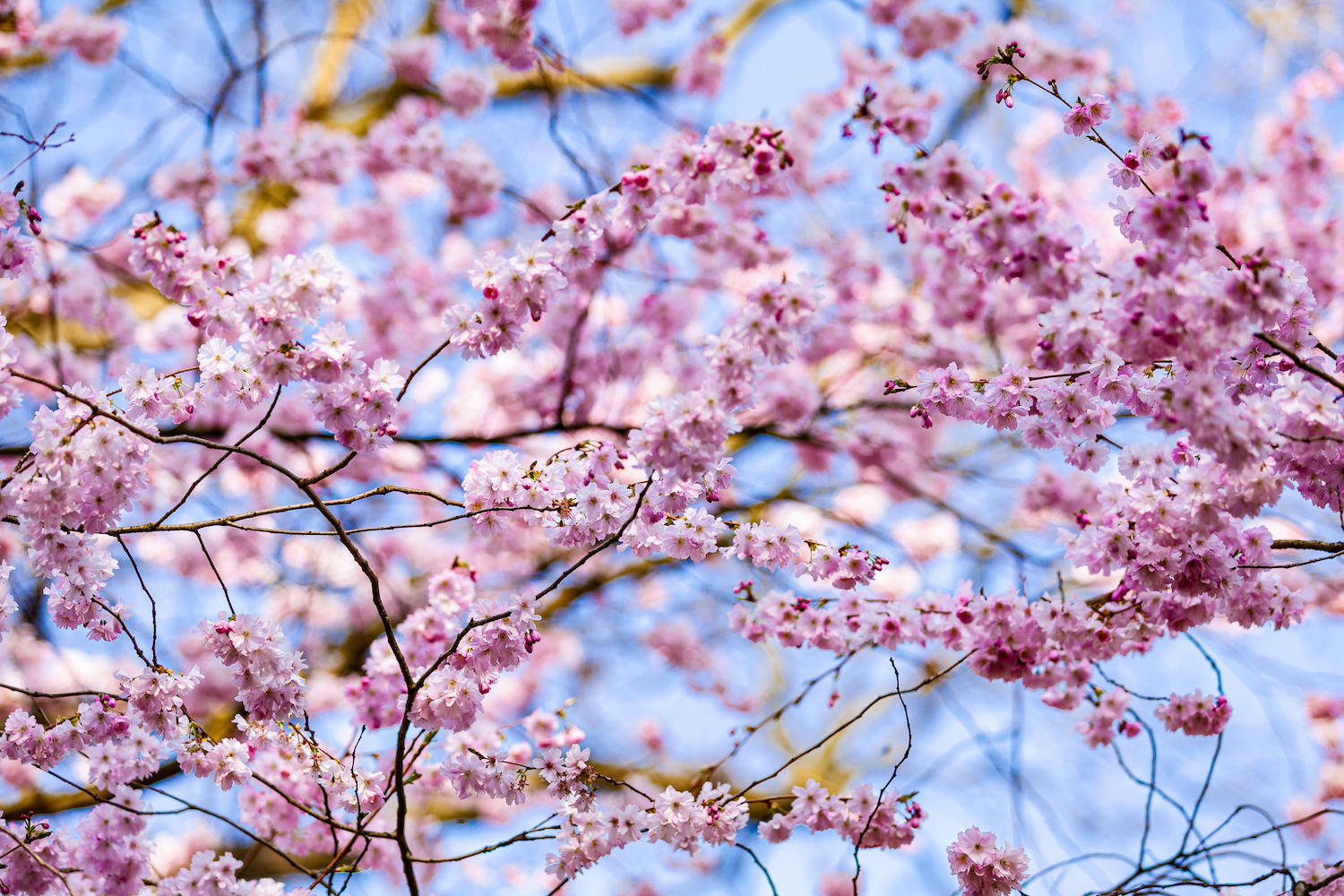 Cherry Tree In Spring. Sakura Flowers Background – UW Department of ...